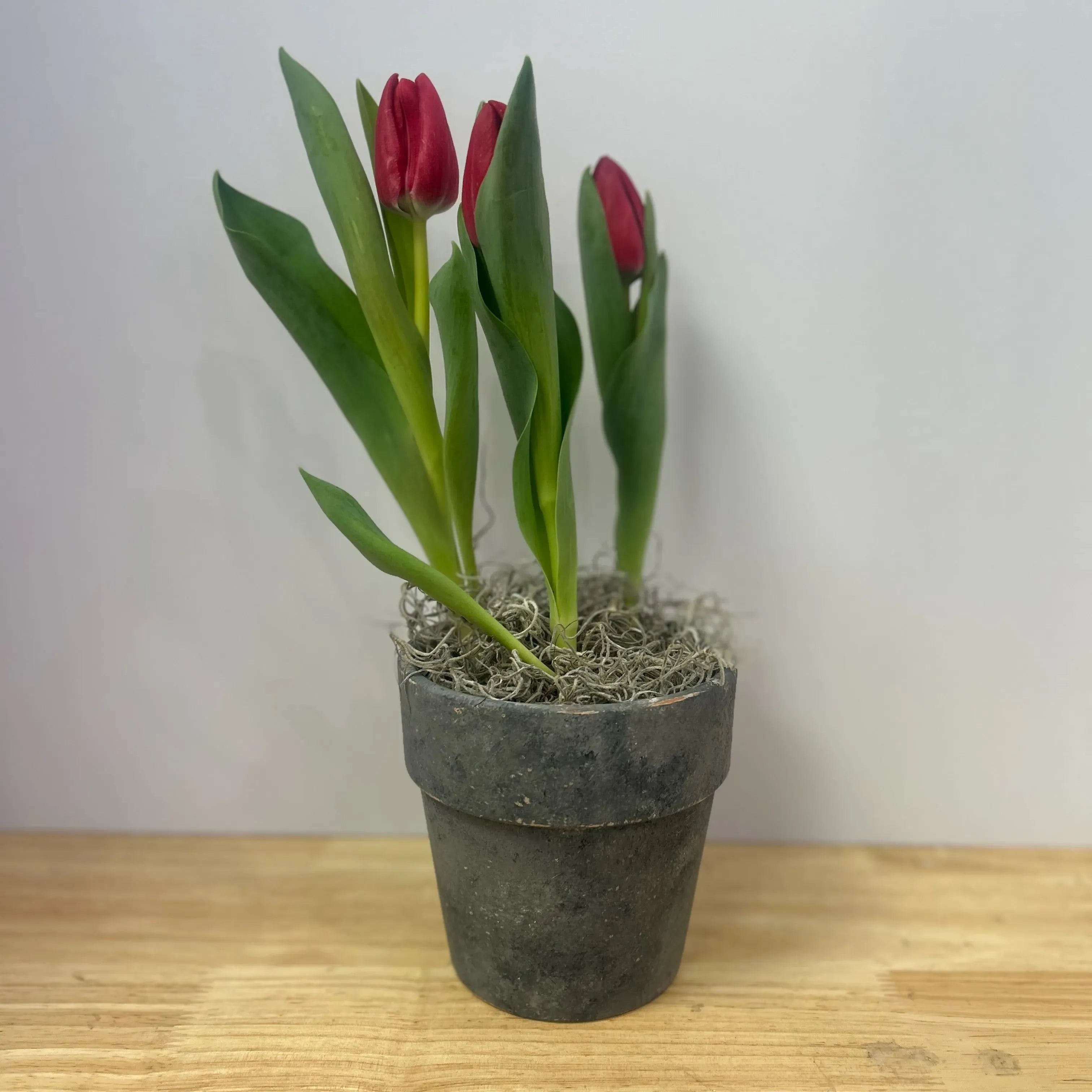 Tulip Pot – Adela Flora