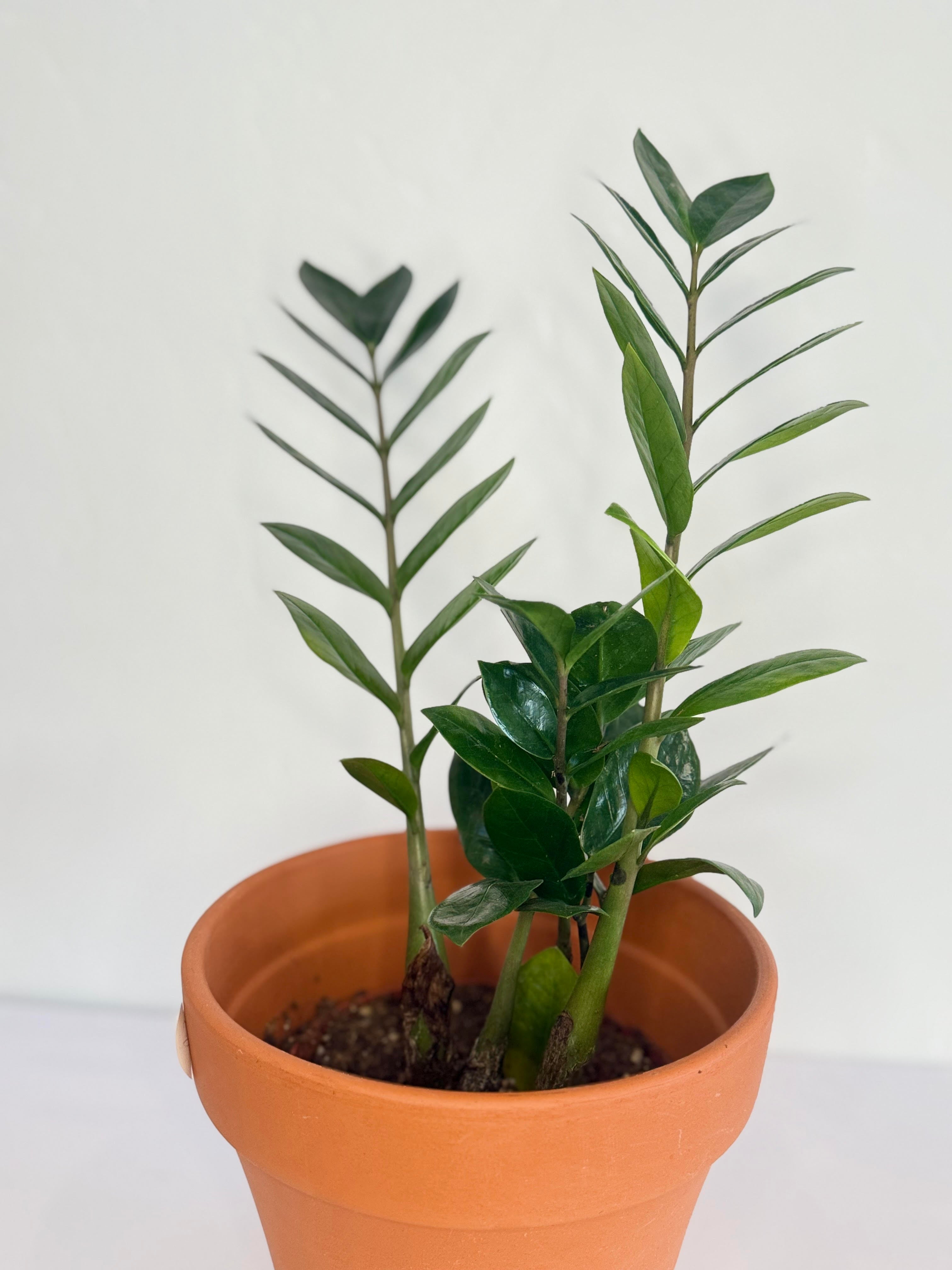 ZZ Plant – Adela Flora